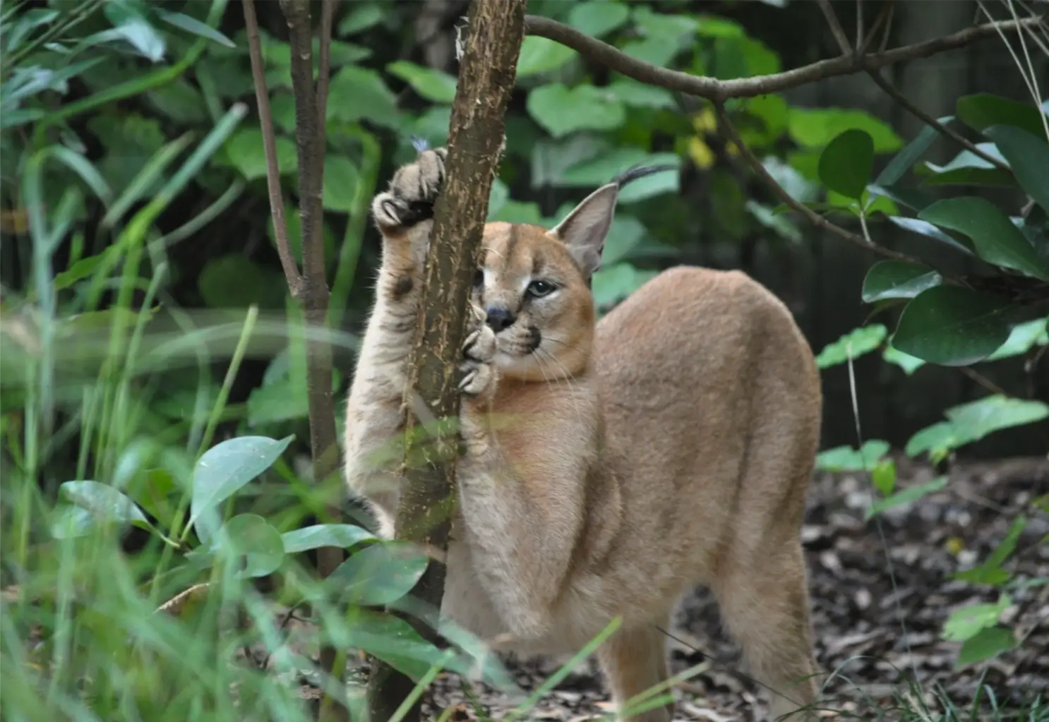 Caracal: The newest exotic cat at Hamilton Zoo | Hamilton Zoo